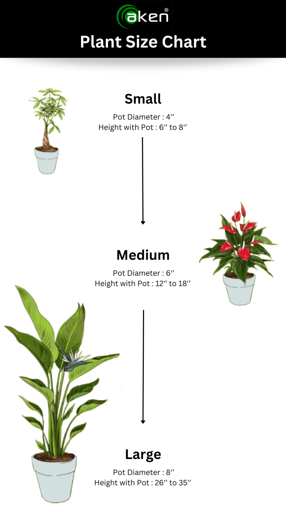 Red Poinsettia Plant with Pot - Aken